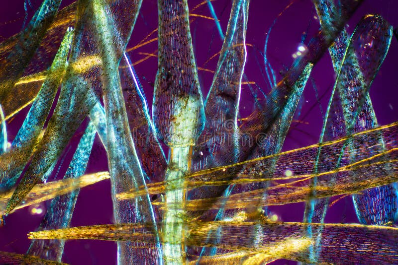 Abstract Micrograph of Peat Moss Leaves, with Polarization Stock Image ...