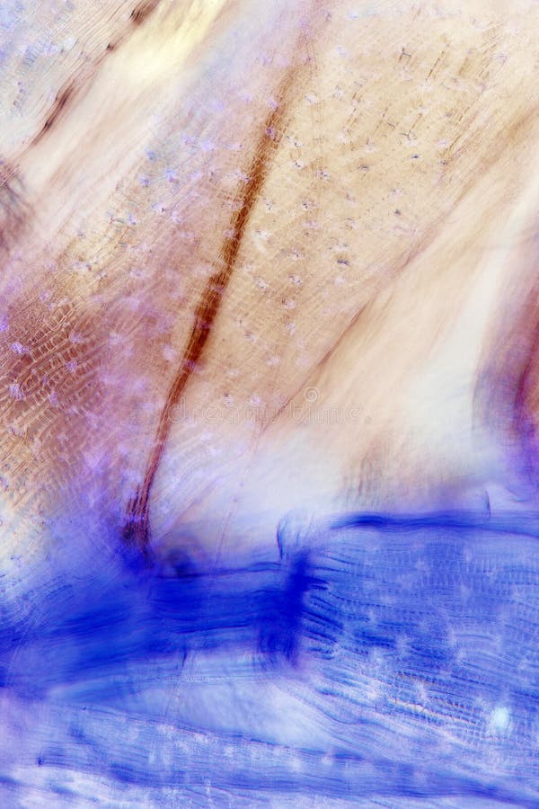 Abstract Micrograph of Peat Moss Leaves, with Polarization Stock Photo ...