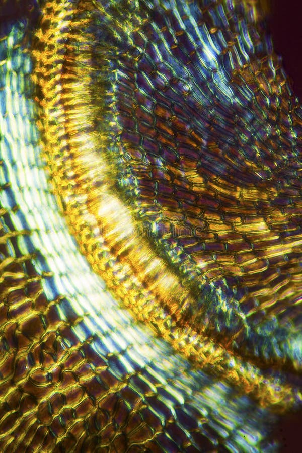 Abstract Micrograph of the Operculum of a Moss Capsule Stock Image ...