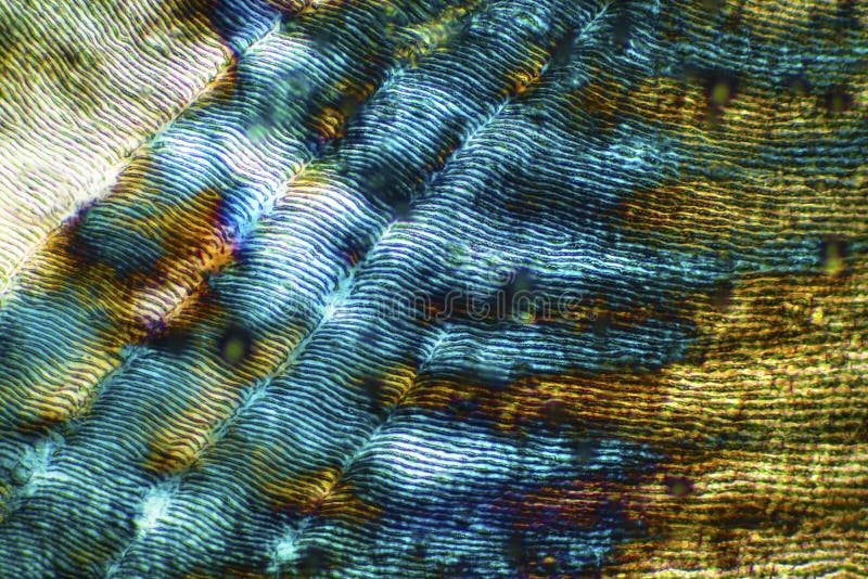 Abstract Micrograph of a Scale from a Red Snapper Fish Stock Photo ...