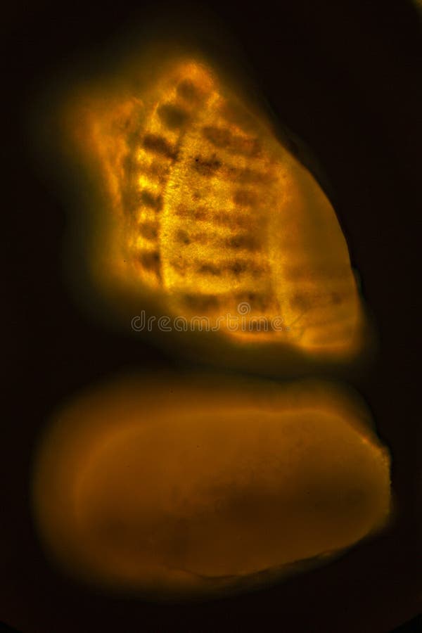 Abstract Micrograph of Shell Fragments in Sand from Utah Stock Photo ...