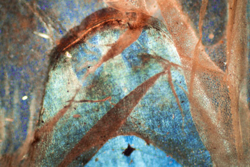 Abstract Micrograph of Snake Skin Shed from a Molt. Stock Photo - Image ...