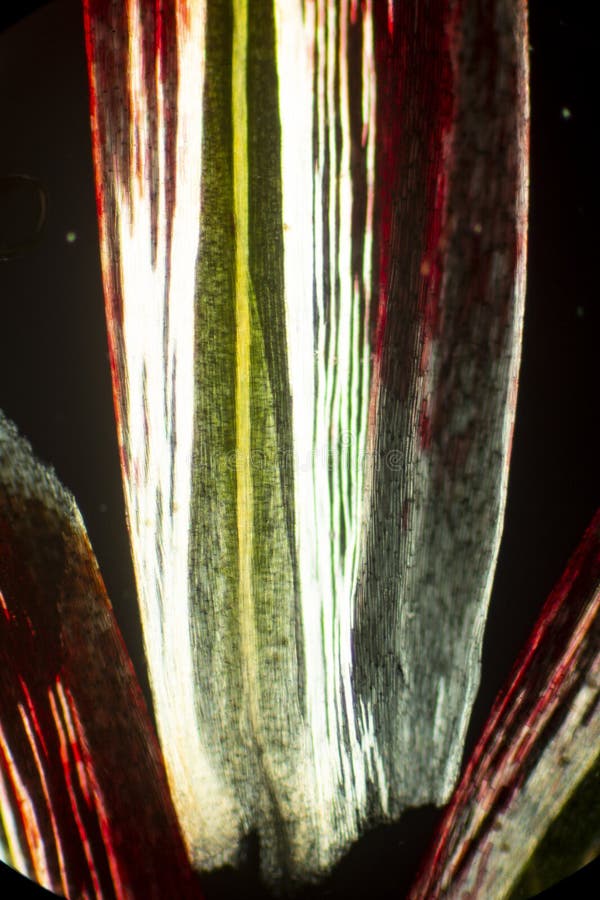Abstract Micrograph of Vascular Tissue in a Protea Flower Bract Stock ...
