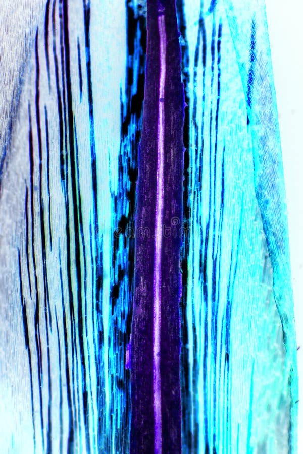 Abstract Micrograph of Vascular Tissue in a Protea Flower Bract Stock ...