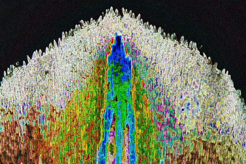 Abstract Micrograph of Vascular Tissue in a Protea Flower Bract Stock ...