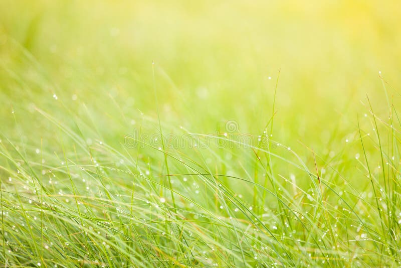 Abstract Moisture Grass Background Stock Image - Image of abstract ...