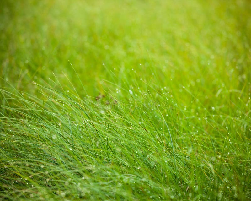 Abstract Moisture Grass Background Stock Image - Image of light, grow ...