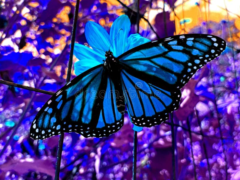 Abstract Monarch Butterfly in Summer in September Stock Photo - Image ...