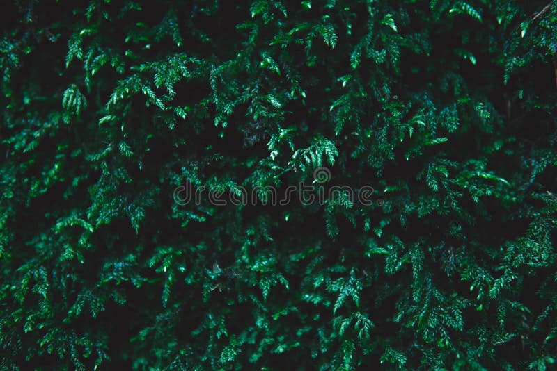 Abstract moss background stock photo. Image of nature - 235669762
