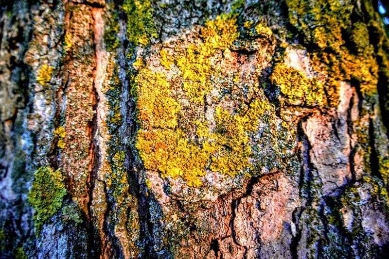 Abstract Moss Texture on Wood Stock Image - Image of abstraction ...
