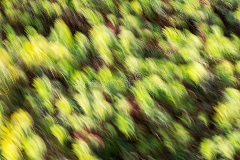 Abstract Motion Blur Effect. Spring Blurred Flowers Stock Image - Image ...