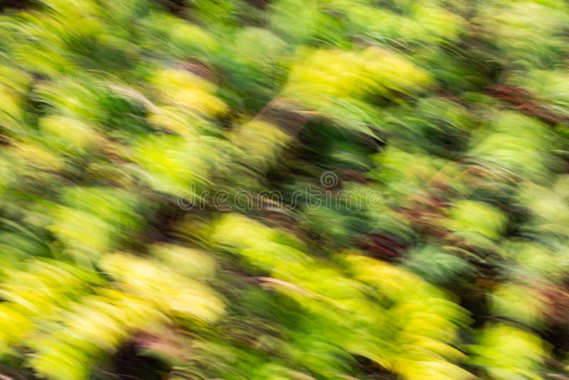 Abstract Motion Blur Effect. Spring Blurred Flowers Stock Image - Image ...