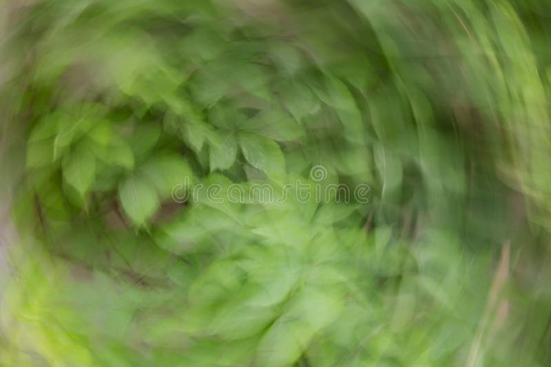 Abstract Motion Blur Effect. Spring Blurred Leaves Stock Image - Image ...