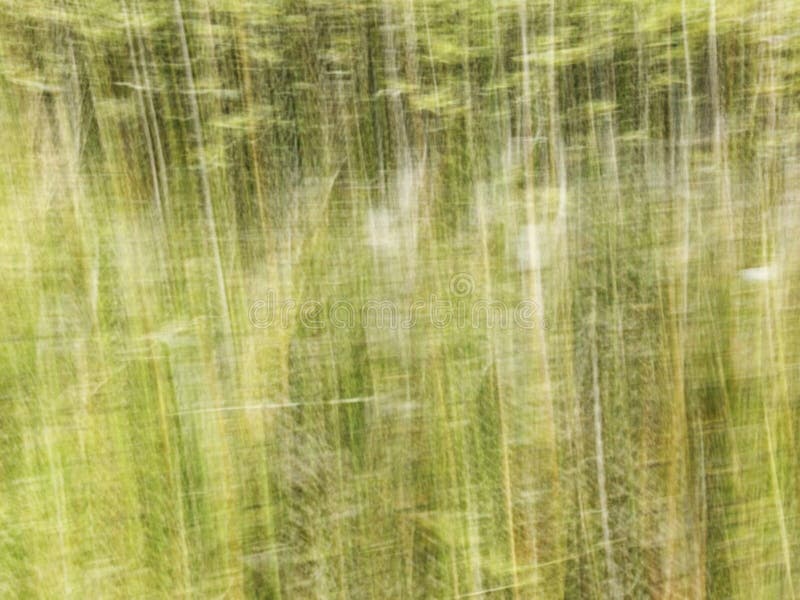 Abstract Motion Blur Effect. Spring Blurred Leaves Stock Photo - Image ...