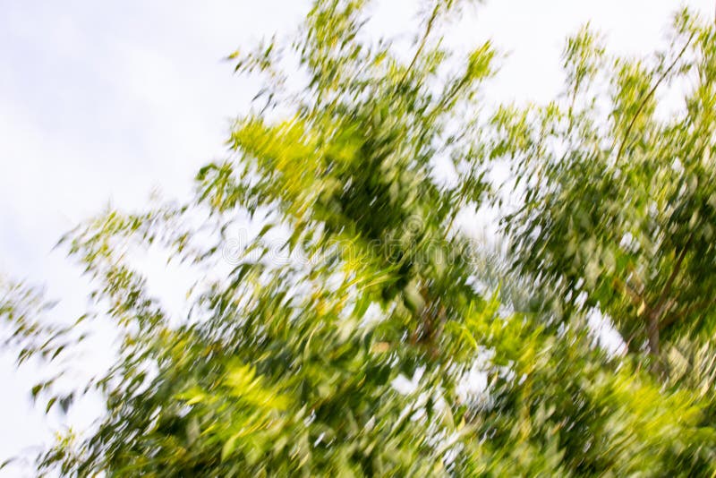Abstract Motion Blur Effect. Spring Blurred Tree Stock Image - Image of ...