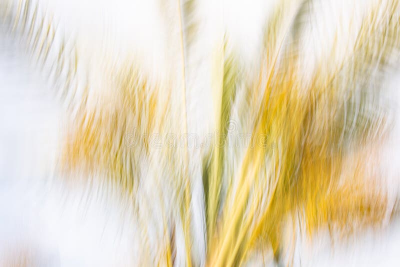 Abstract Motion Blur Effect. Spring Blurred Tree Stock Image - Image of ...