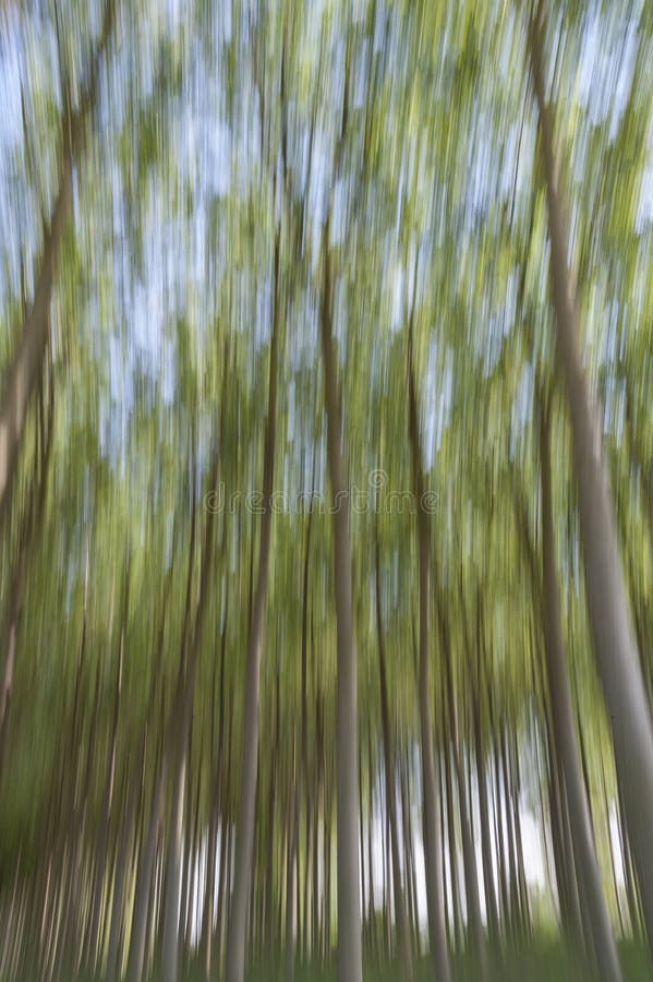 Abstract Motion Blur of Trees in a Forest Stock Image - Image of blue ...
