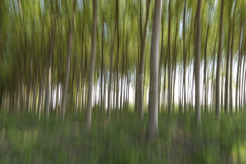 Abstract Motion Blur of Trees in a Forest Stock Image - Image of ...