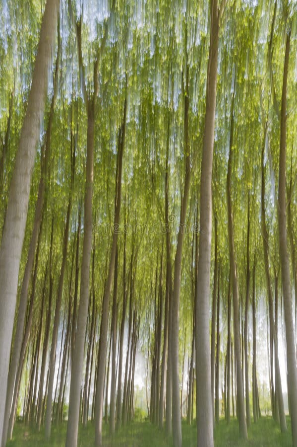 Abstract Motion Blur of Trees in a Forest Stock Image - Image of greens ...