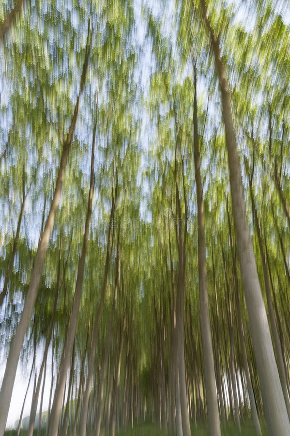 Abstract Motion Blur of Trees in a Forest Stock Image - Image of plant ...