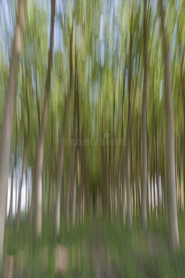 Abstract Motion Blur of Trees in a Forest Stock Image - Image of ...