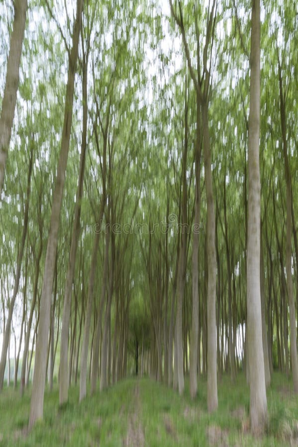 Abstract Motion Blur of Trees in a Forest Stock Photo - Image of ...