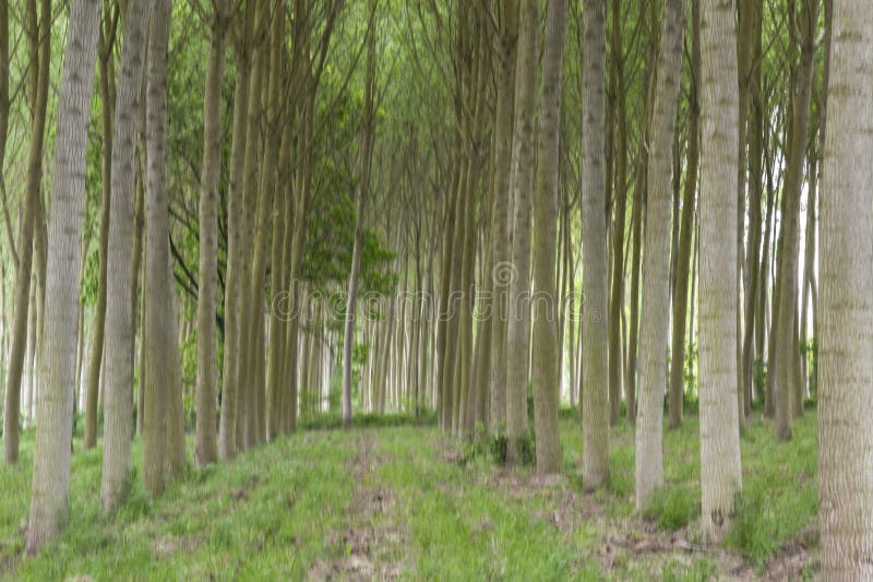 Abstract Motion Blur of Trees in a Forest Stock Image - Image of ...
