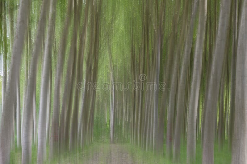 Abstract Motion Blur of Trees in a Forest Stock Photo - Image of ...