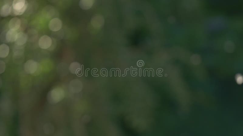 Abstract Moving Green Tree Defocused Background with Light Soft Tints ...