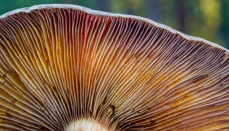 Abstract Mushroom Gills Texture, Under Cap. Macro Bottom View Stock ...