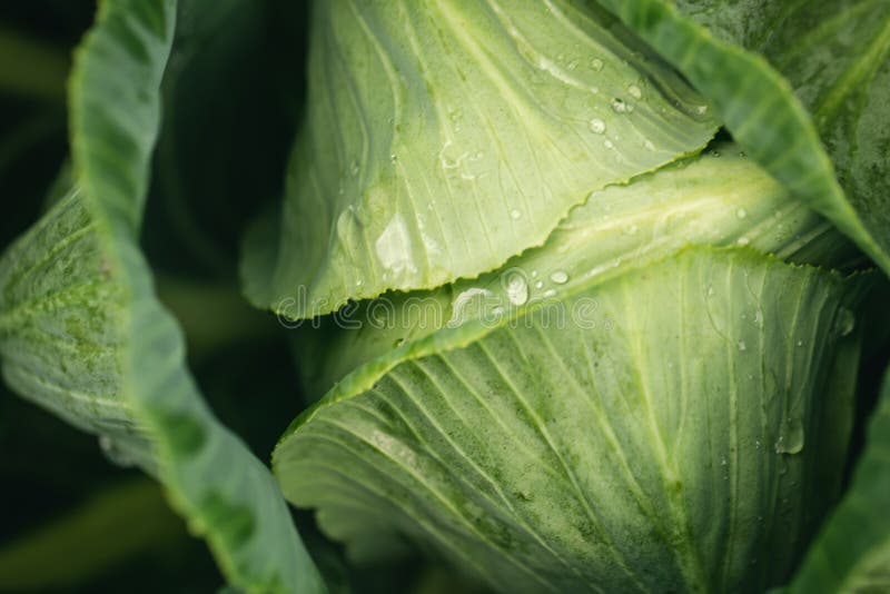 Abstract Natural Background, Cabbage Leaves Close Up. Stock Photo ...