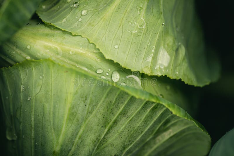 Abstract Natural Background, Cabbage Leaves Close Up. Stock Image ...