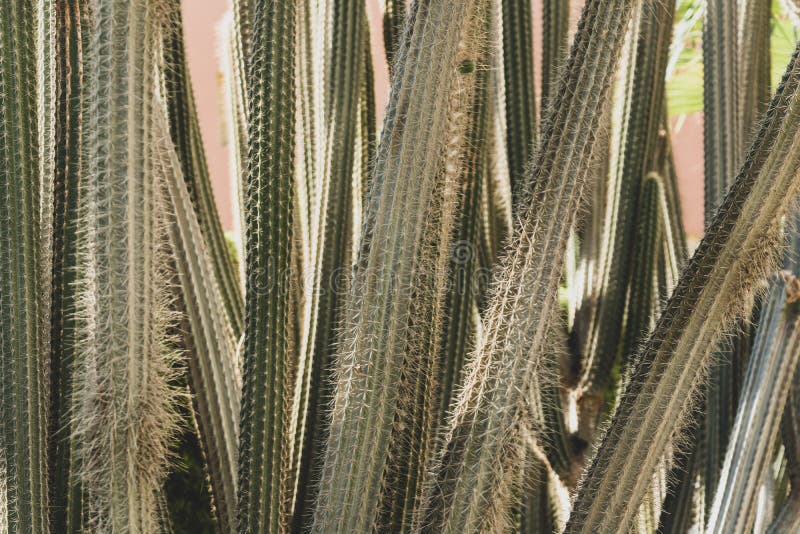 Abstract Natural Background of Long Cactus Stems on a Sunny Day Stock ...
