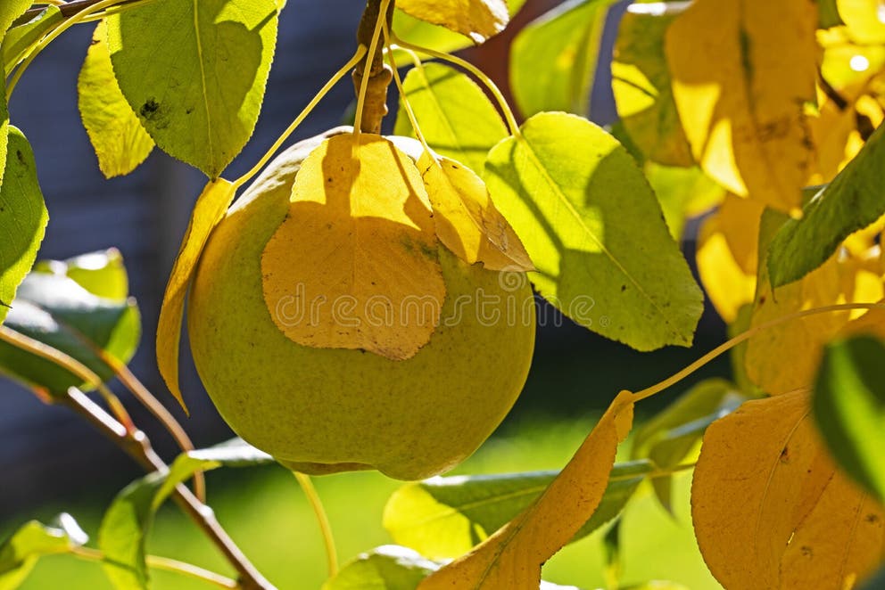 Abstract Natural Background of Pear Leaves with Pear , Horizontal Stock ...