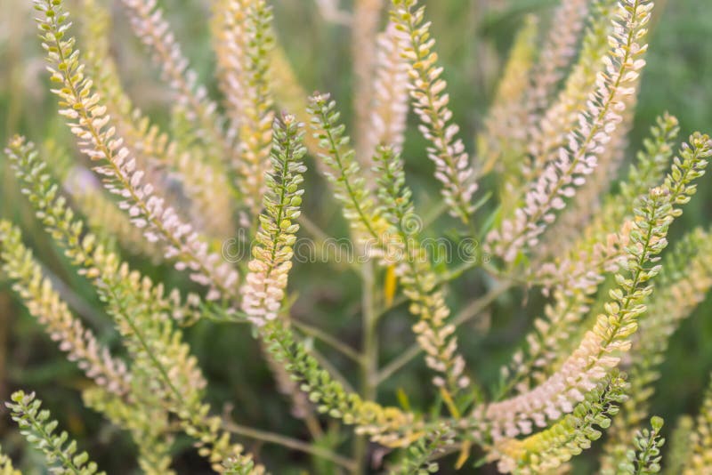 Abstract Natural Background, Plant Weed in Field Stock Photo - Image of ...