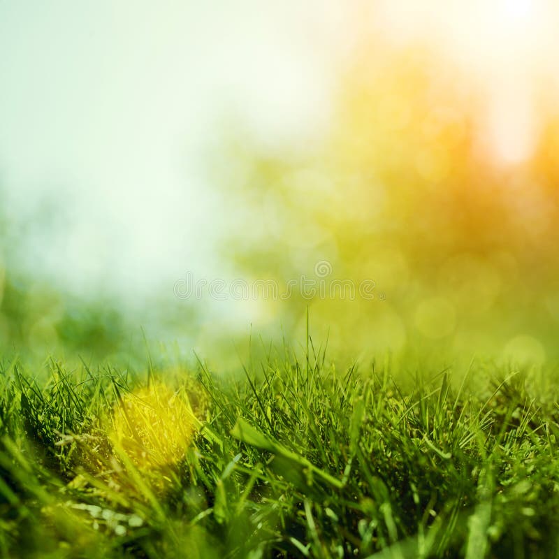 Background of grass. bokeh stock image. Image of environmental - 23705513