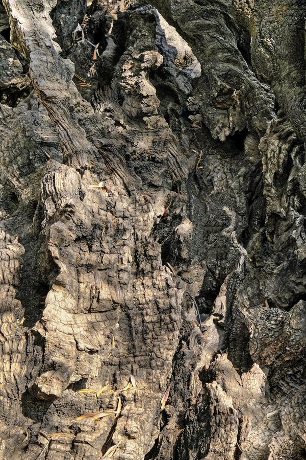 Abstract Natural Beautiful Tree Bark Texture Stock Photo - Image of ...