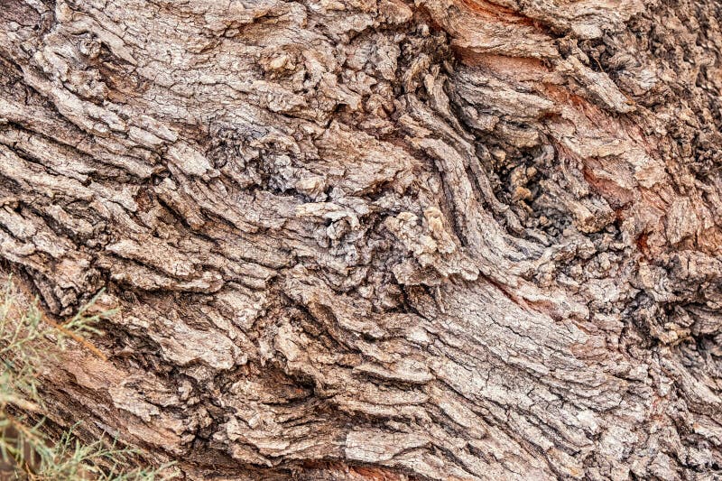 Abstract Natural Beautiful Tree Bark Texture Stock Photo - Image of ...
