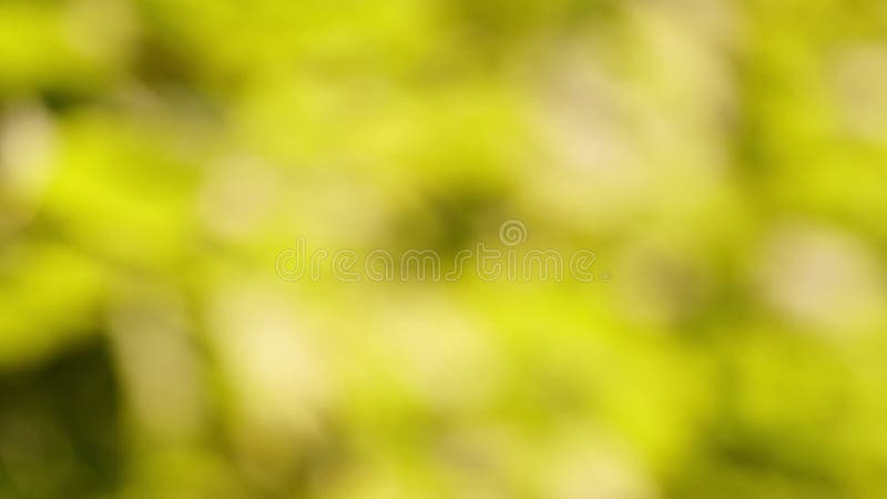 Abstract Natural Bokeh Background. Defocused Tree Leaves in Wind. Stock ...