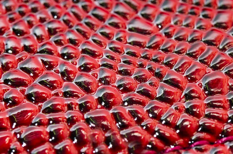Red Crocodile Skin Pattern Texture Background Stock Photo - Image of ...