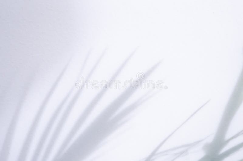 Abstract Natural Palm Tree Leaves Shadow on White Wall Stock Image ...