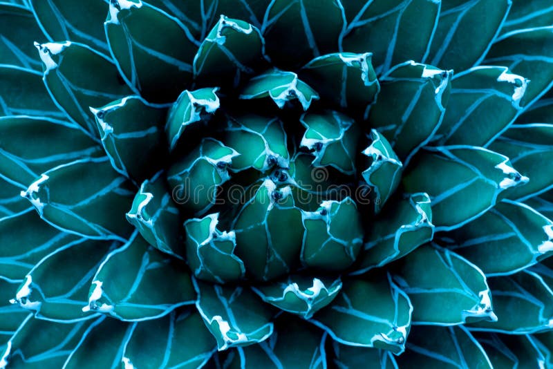 Abstract Natural Pattern Background and Textures Stock Image - Image of ...