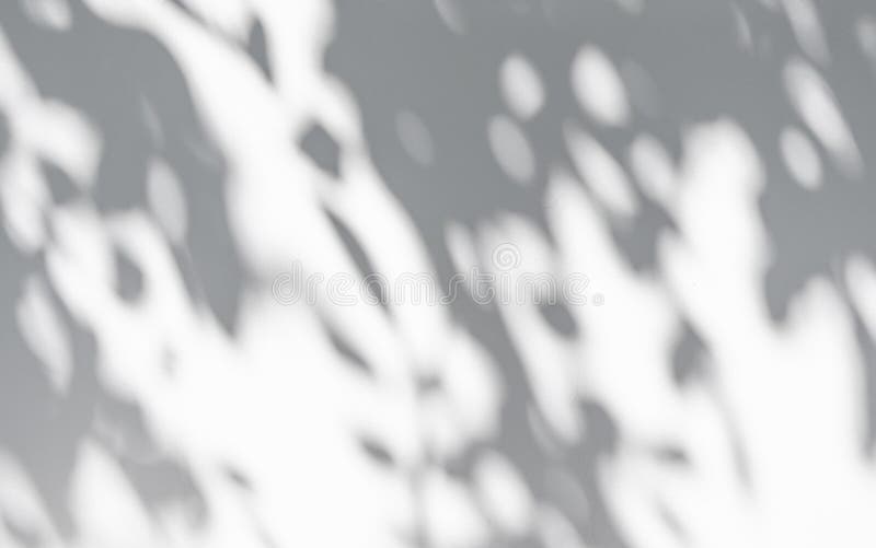Abstract Natural Tree Leaves Shadow on White Wall Background Stock ...