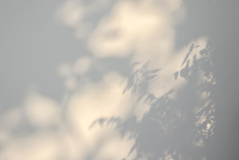 Abstract Natural Tree Leaves Shadow on White Wall Background Stock ...