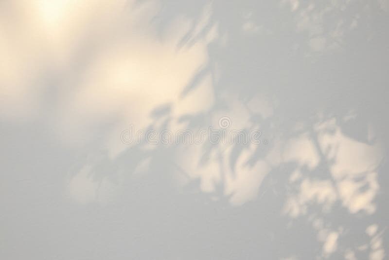 Abstract Natural Tree Leaves Shadow on White Wall Background Stock ...