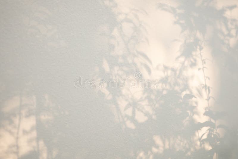 Abstract Natural Tree Leaves Shadow on White Wall Background Stock ...
