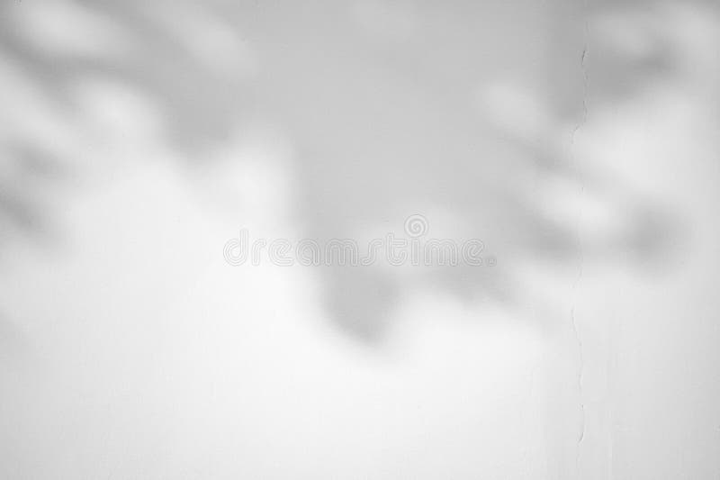 Abstract Natural Tree Leaves Shadow on White Wall Background Stock ...