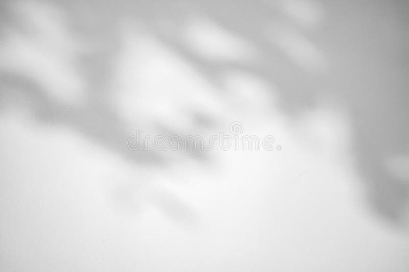 Abstract Natural Tree Leaves Shadow on White Wall Background Stock ...