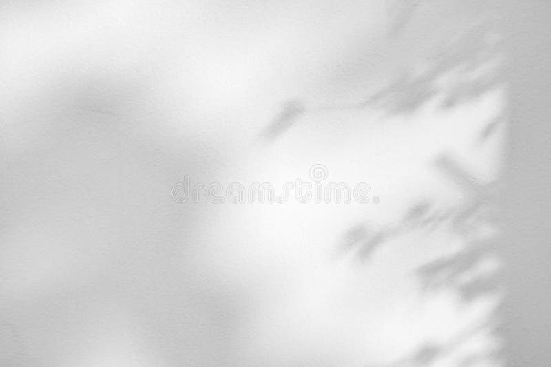 Abstract Natural Tree Leaves Shadow on White Wall Background Stock ...