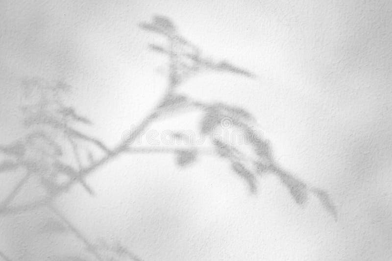 Abstract Natural Tree Leaves Shadow on White Wall Background Stock ...